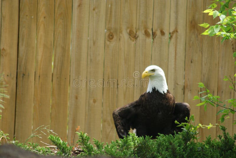 Southern Bald Eagle stock image. Image of wings, bald - 274829771