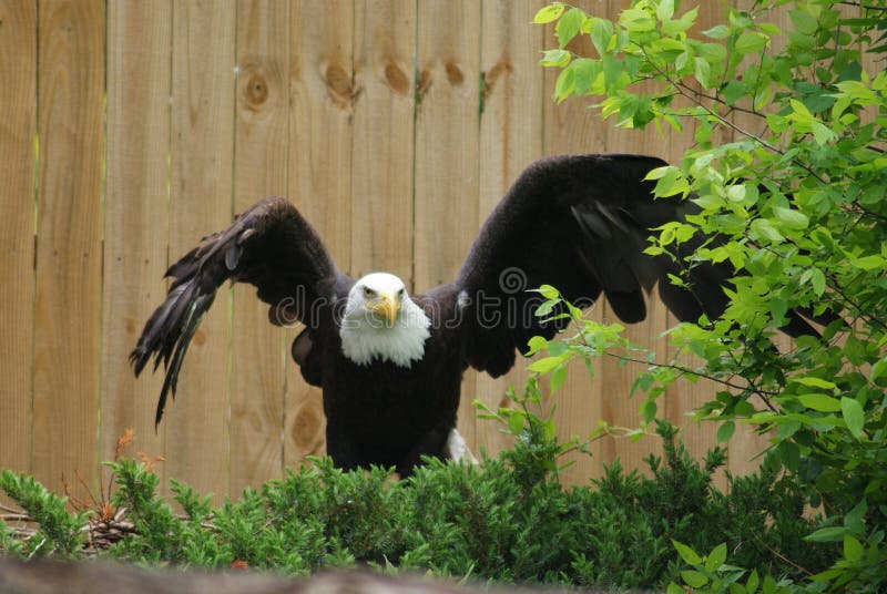 Southern Bald Eagle stock photo. Image of large, bird - 274829804