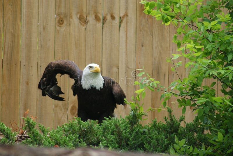 Southern Bald Eagle stock image. Image of bald, norfolk - 274829809