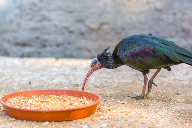 The Southern Bald Ibis - Geronticus Calvus Stock Photo - Image of ...