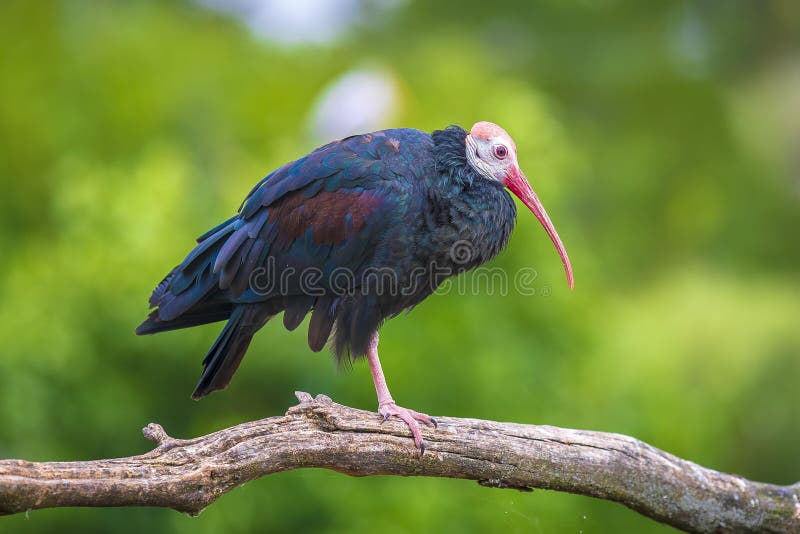 Southern Bald Ibis Geronticus Calvus Perched in a Tree Stock Image ...