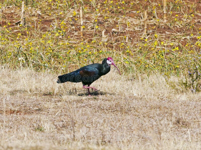 Southern Bald Ibis Geronticus Calvus Stock Photo - Image of ...