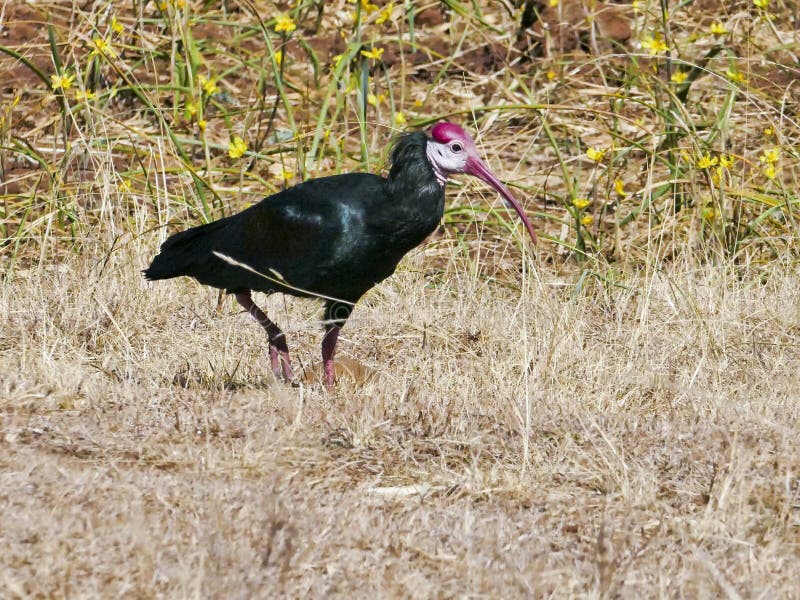 Southern Bald Ibis Geronticus Calvus Stock Image - Image of grass ...