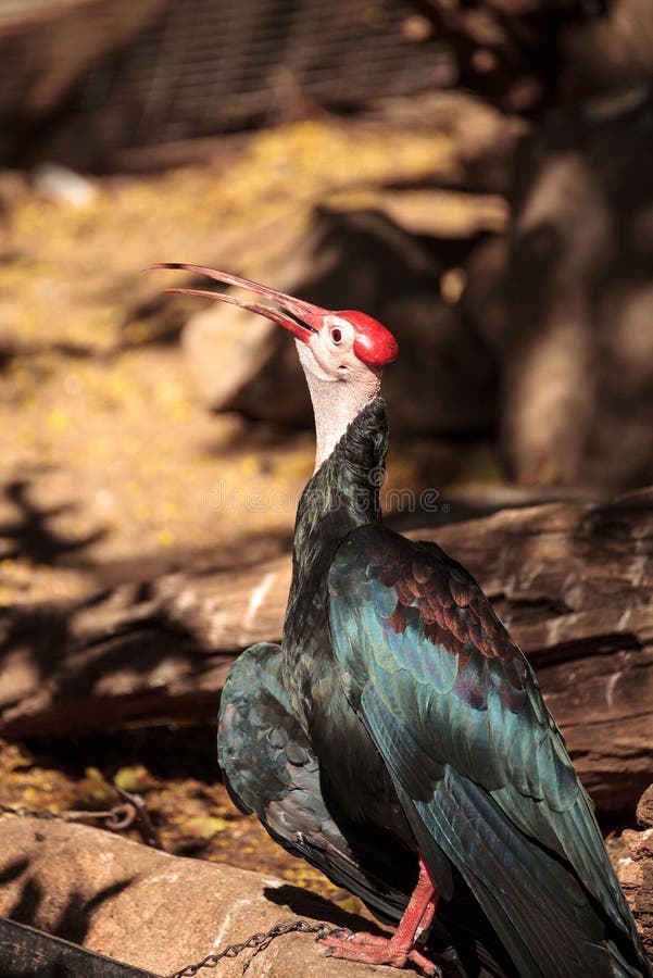 Southern Bald Ibis Known As Geronticus Calvus Stock Image - Image of ...