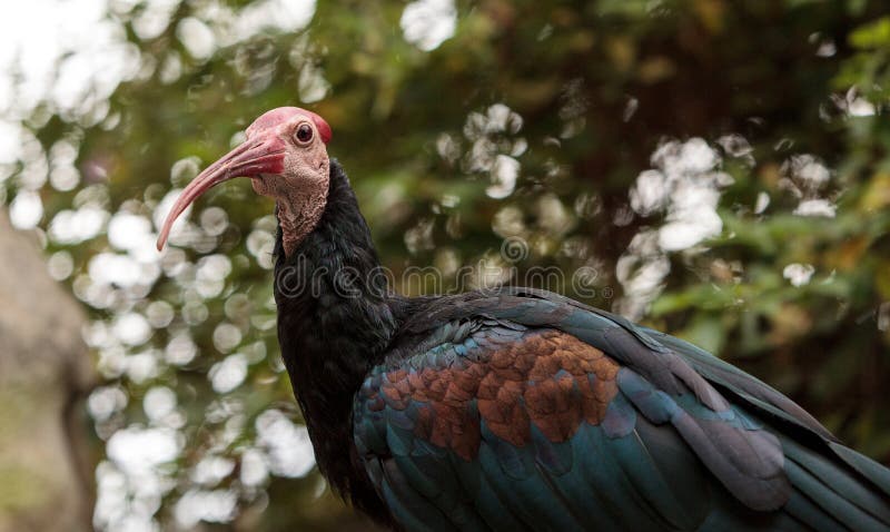 Southern Bald Ibis Known As Geronticus Calvus Stock Image - Image of ...