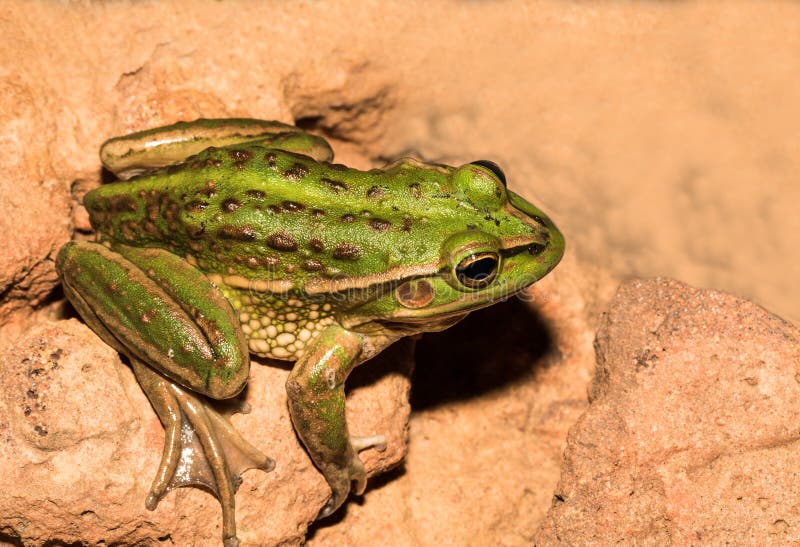 Southern Bell Frog stock photo. Image of southern, endangered - 191735254
