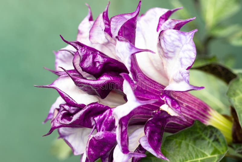 Close-up of Purple Southern Belle Angel S Trumpet Flower on Green ...