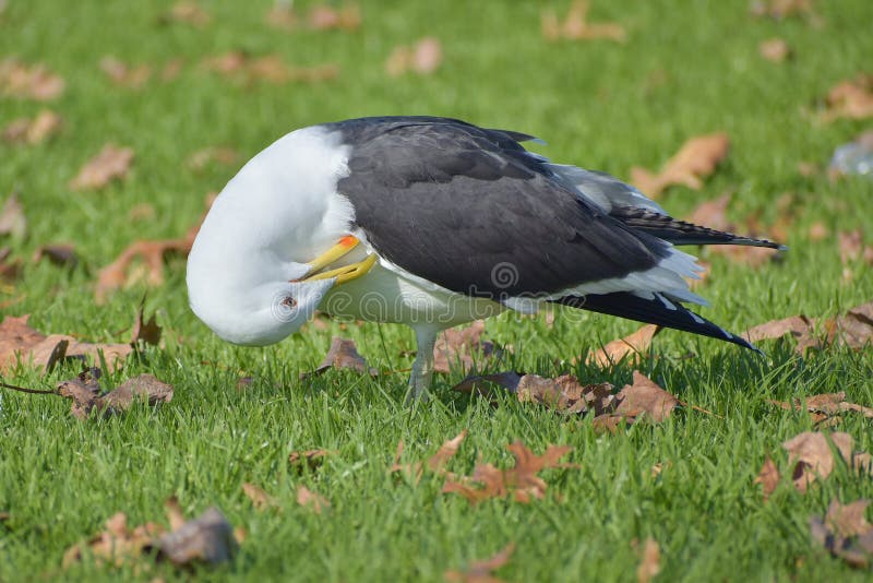 Southern Black-backed Seagull in a Park Stock Photo - Image of flying ...