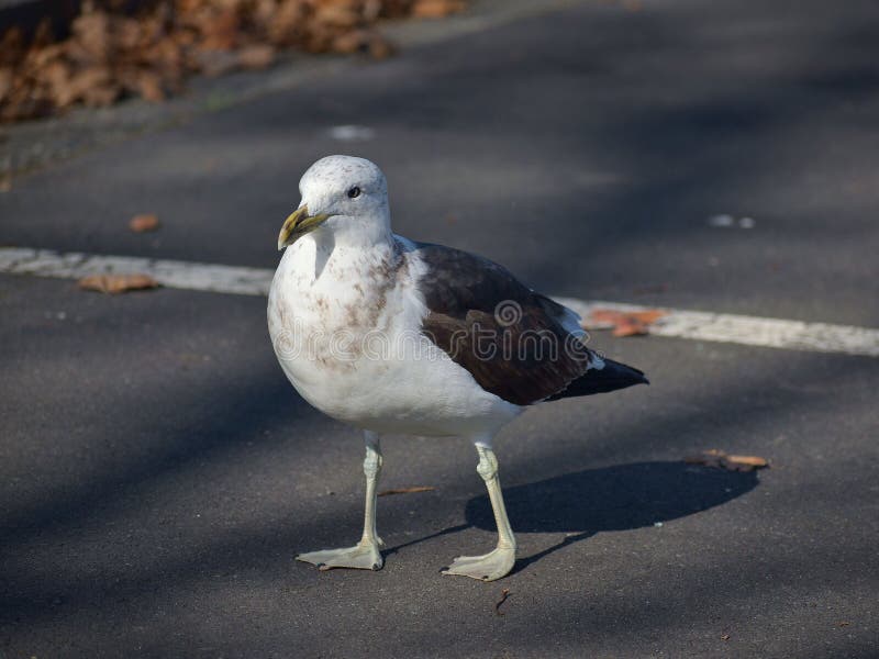 Southern Black-backed Seagull in a Park Stock Image - Image of birds ...