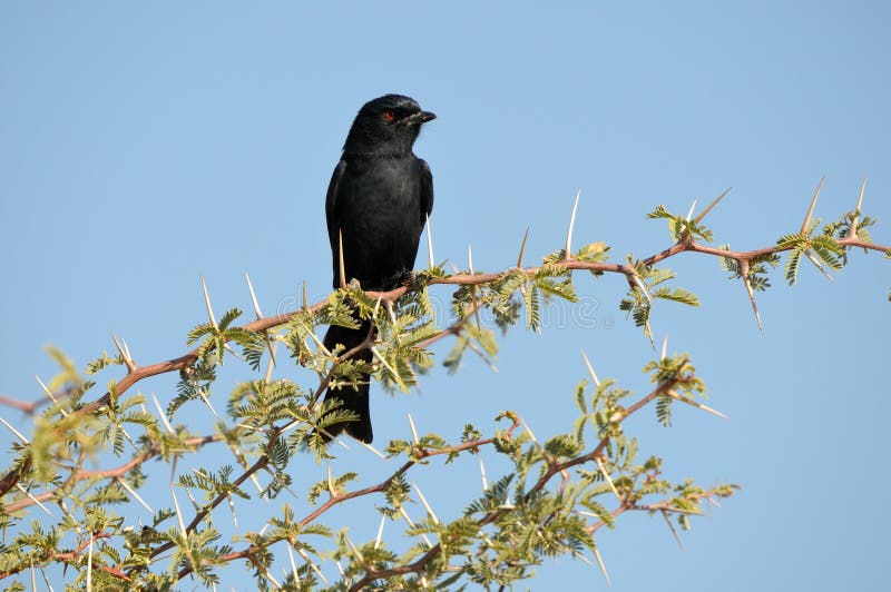 Southern Black Flycatcher stock photo. Image of nature - 26510686