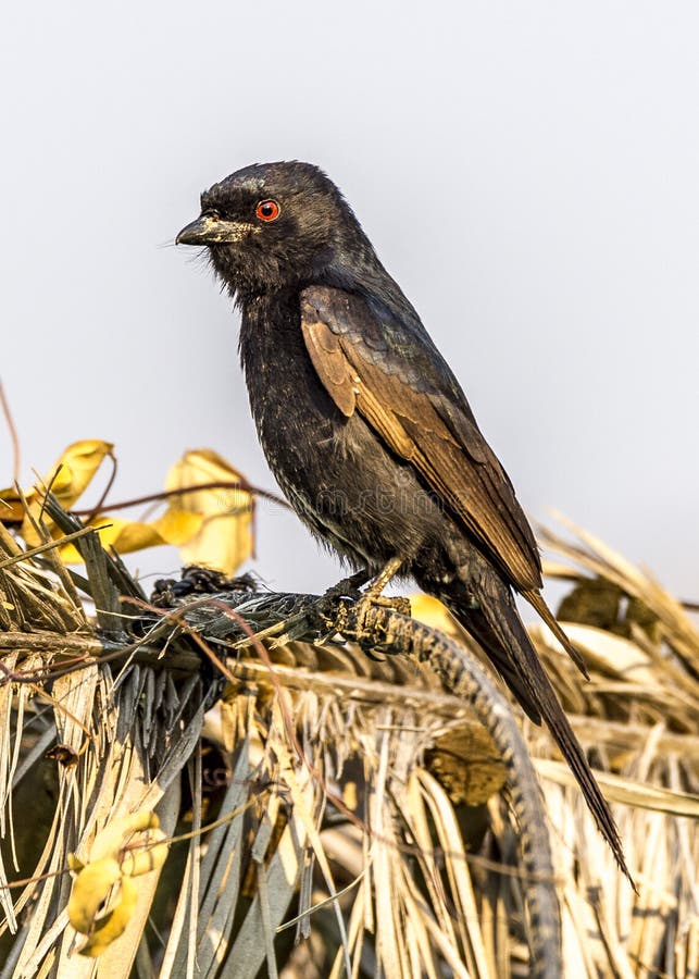 Southern Black Flycatcher stock photo. Image of manor - 128301934