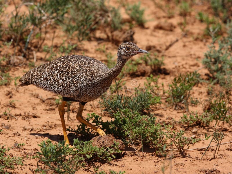 Southern Black Korhaan Bustard, Afrotis Afra, Bird in the Grass ...