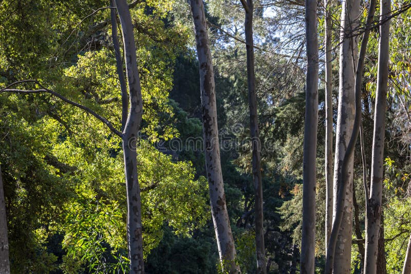 Southern Blue Gum (Eucalyptus Globulus) Tree Stock Image - Image of ...