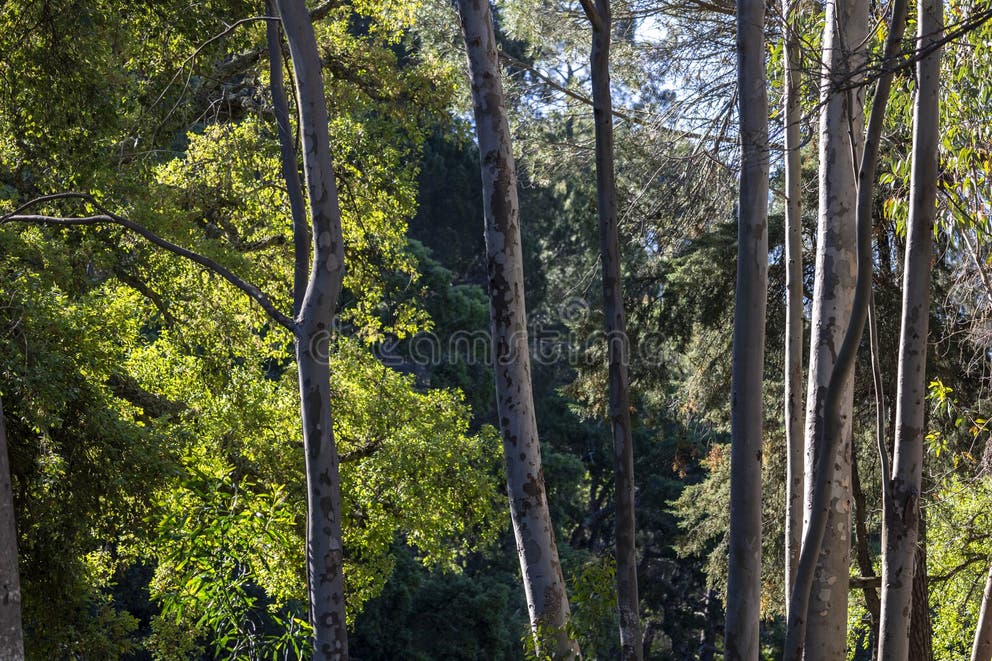 Southern Blue Gum (Eucalyptus Globulus) Tree Stock Image - Image of ...