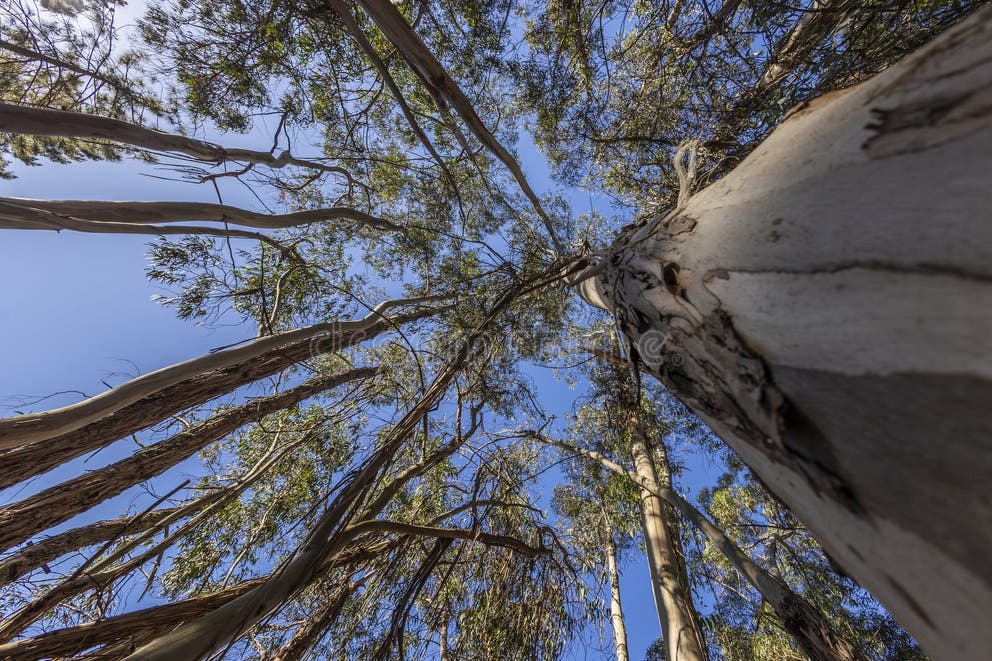 Southern Blue Gum (Eucalyptus Globulus) Tree Stock Photo - Image of sunlight, plain: 379528964