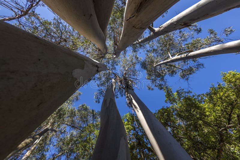 Southern Blue Gum (Eucalyptus Globulus) Tree Stock Photo - Image of ...