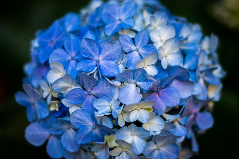 Southern Blue Hydrangea stock image. Image of blue, southern - 190919165