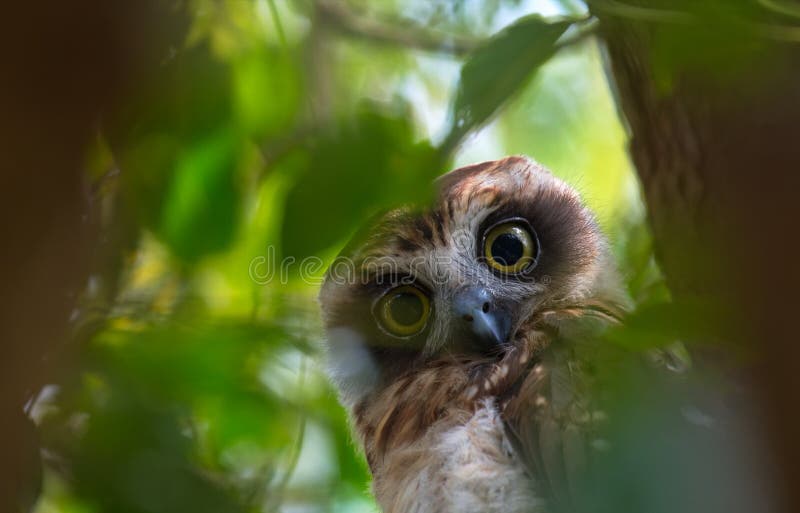 Southern Boobook owl stock image. Image of boobook, raptor - 279531513