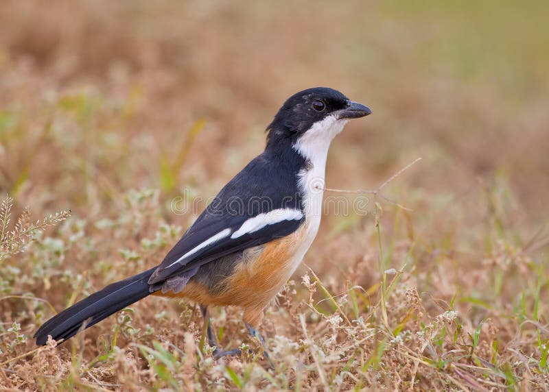 Southern boubou bird stock photo. Image of detail, south - 16336986