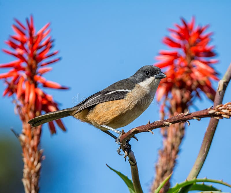 Southern Boubou stock photo. Image of birds, bushshrike - 118334046