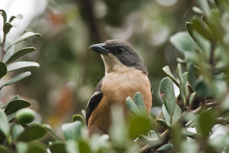 Southern Boubou stock image. Image of nature, cute, tongensis - 52440309