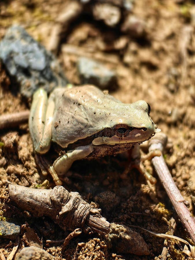 Southern Brown Tree Frog (Litoria Ewingi) Stock Image - Image of garden ...