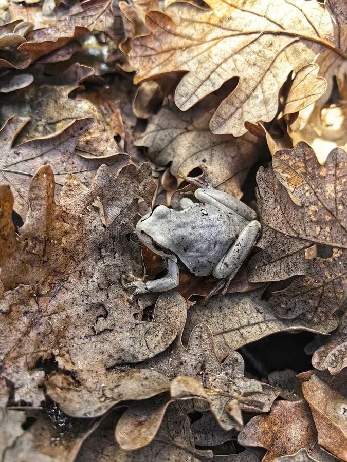 Southern Brown Tree Frog (Litoria Ewingi) Stock Image - Image of tree ...