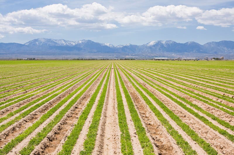 Southern California Farm stock photo. Image of point - 16369508
