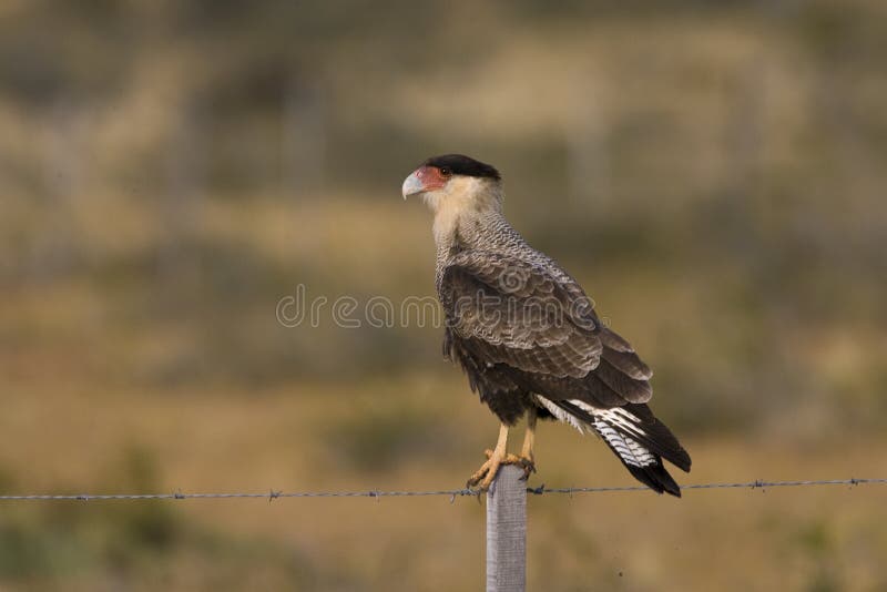 Kuifcaracara, Southern Caracara, Caracara Plancus Stock Image - Image ...