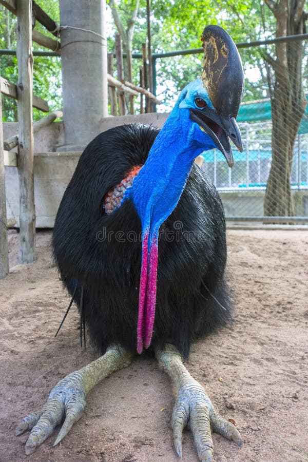 Southern Cassowary. stock photo. Image of rhea, australian - 43353340