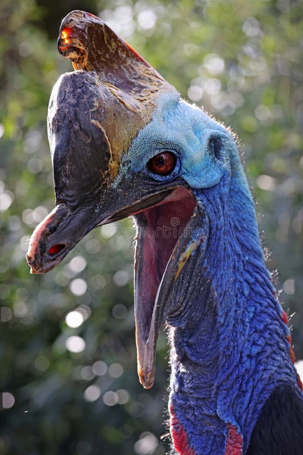 Southern Cassowary (Casuarius Casuarius) Stock Image - Image of feather ...