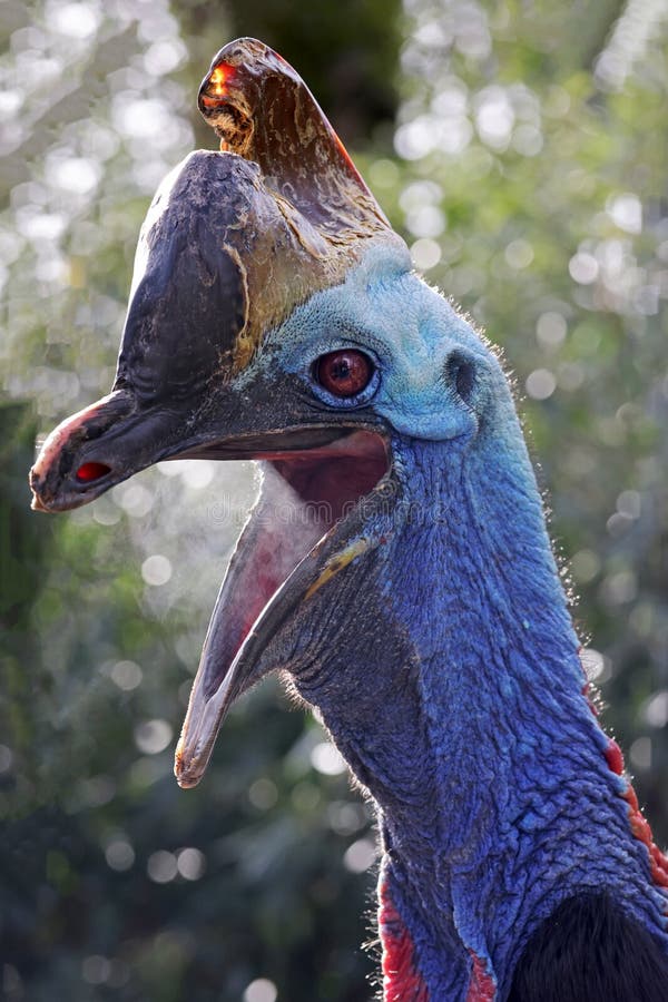 Cassowary Casuarius Casuarius Etty Bay Stock Image - Image of cassowary ...