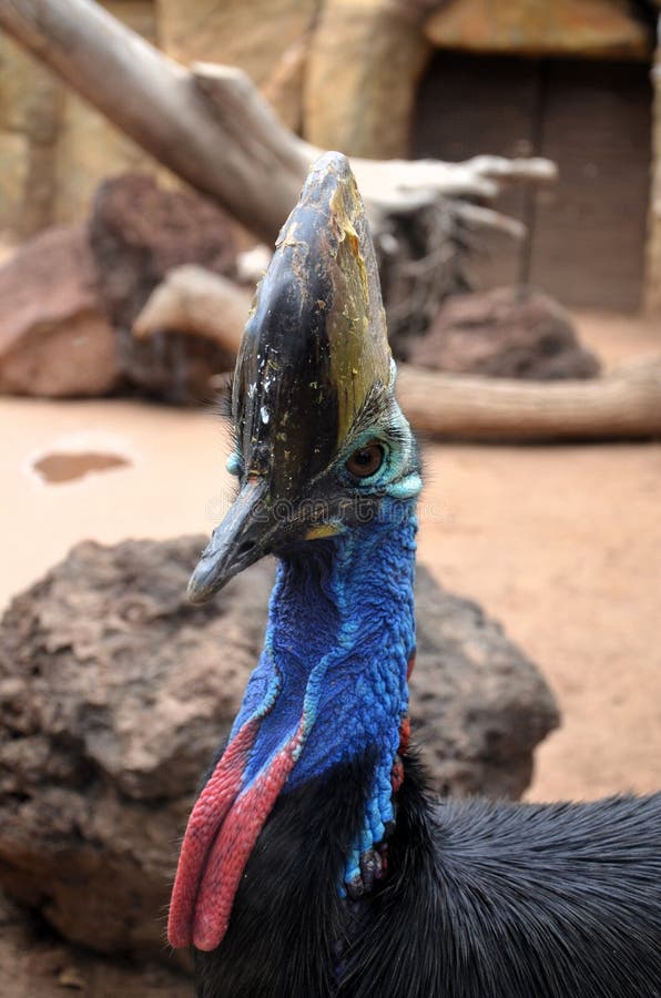 Southern Cassowary (Casuarius Casuarius), Also Known As the Double ...