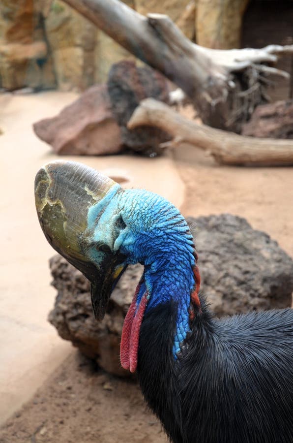 Southern Cassowary (Casuarius Casuarius), Also Known As the Double ...