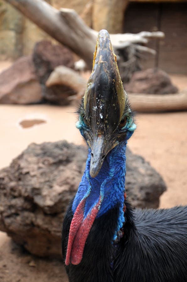 Southern Cassowary (Casuarius Casuarius), Also Known As the Double ...