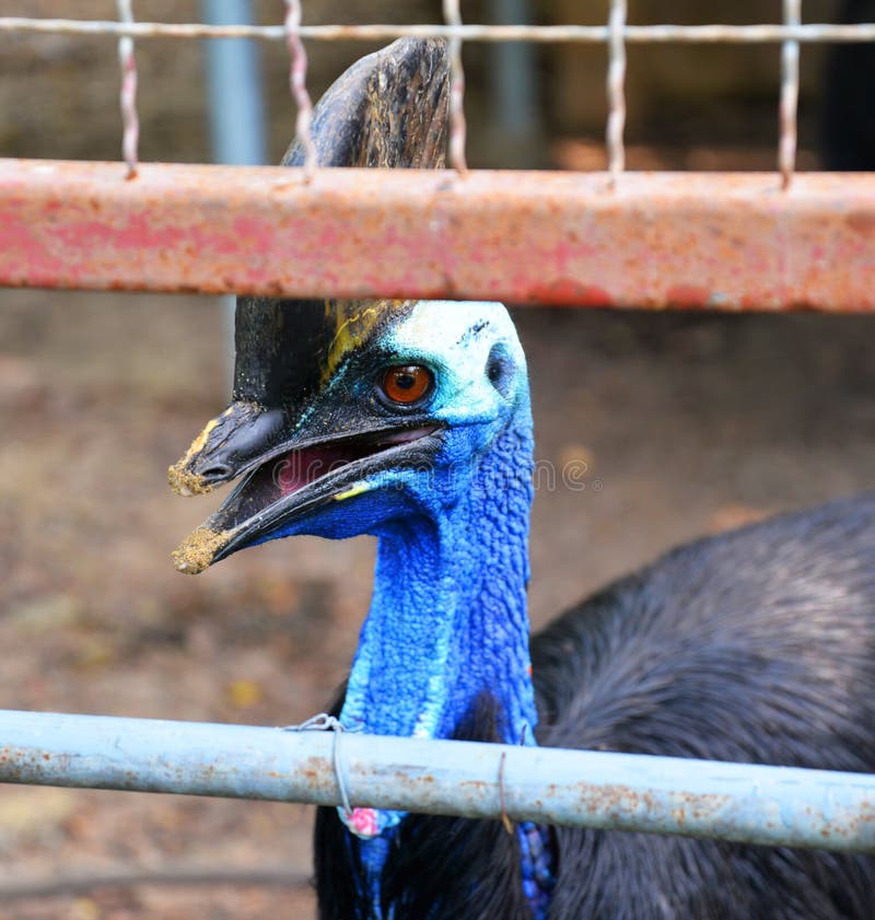 Southern Cassowary (Casuarius Casuarius) Stock Image - Image of woods ...