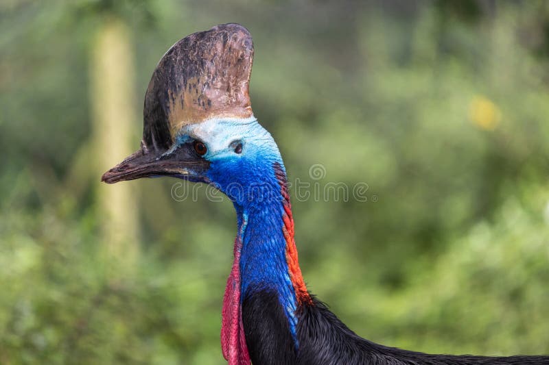 Southern Cassowary (casuarius Casuarius Stock Photo - Image of closeup ...