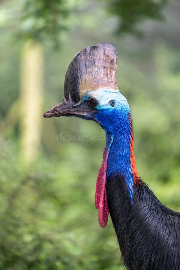 Southern Cassowary (casuarius Casuarius Stock Photo - Image of ...