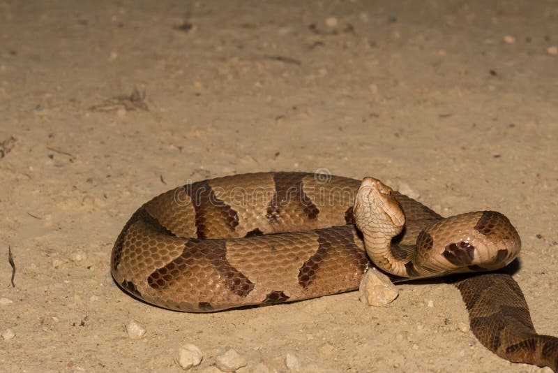 Copperhead Snake (Agkistrodon Contortrix) Stock Image - Image of leaf ...