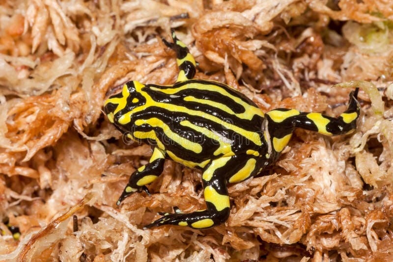 Corroboree Frog Stock Photos - Free & Royalty-Free Stock Photos from ...