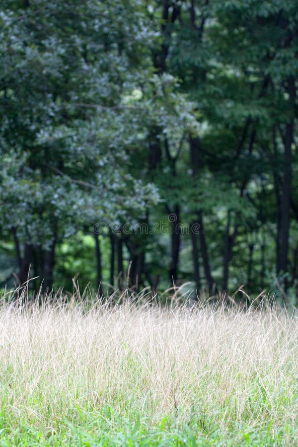 Southern Crabgrass Also Known As Digitaria Ciliaris Stock Photo - Image ...