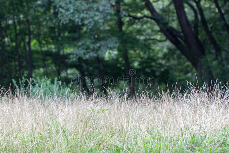 Southern Crabgrass Also Known As Digitaria Ciliaris Stock Image - Image ...