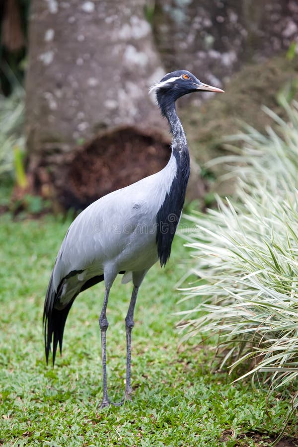 Shoebill stork stock photo. Image of beautiful, endangered - 18536684