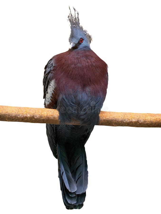 Pegeon Sclateri Stock Photos - Free & Royalty-Free Stock Photos from ...