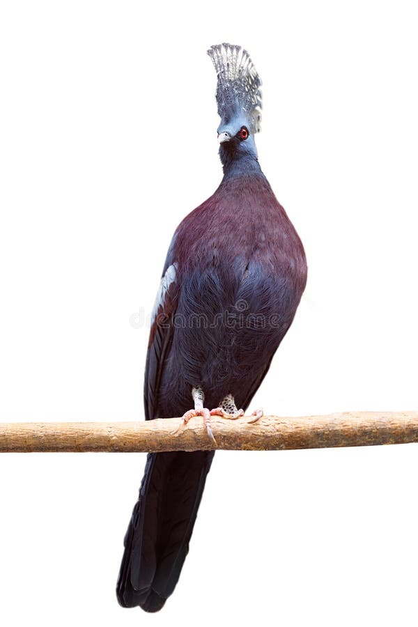 Pegeon Sclateri Stock Photos - Free & Royalty-Free Stock Photos from ...