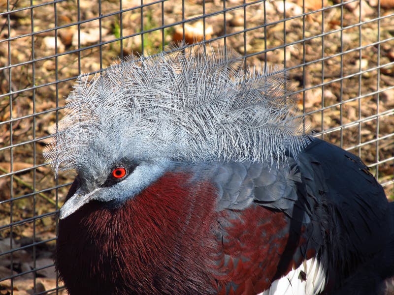 The Southern Crowned Pigeon Stock Photo - Image of nature, animal: 62975282
