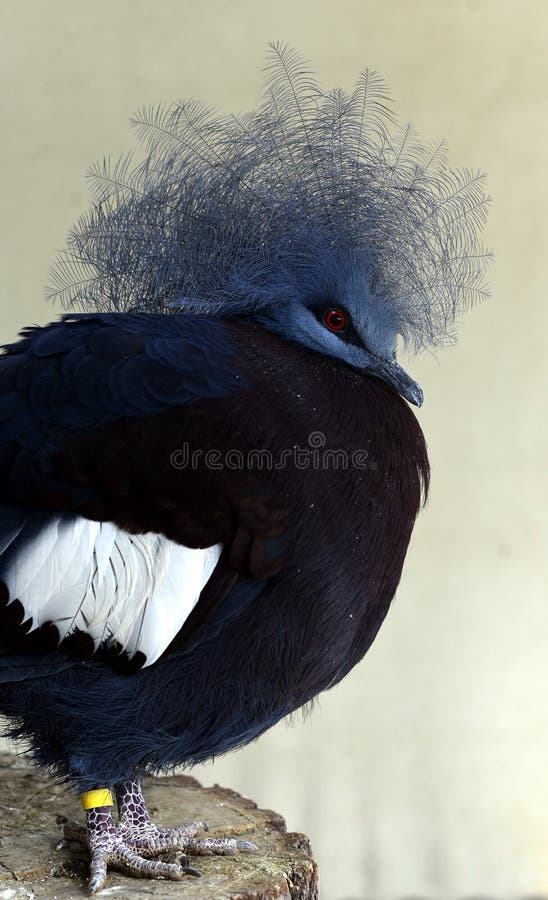 Southern Crowned Pingeon stock photo. Image of decoration - 63303874