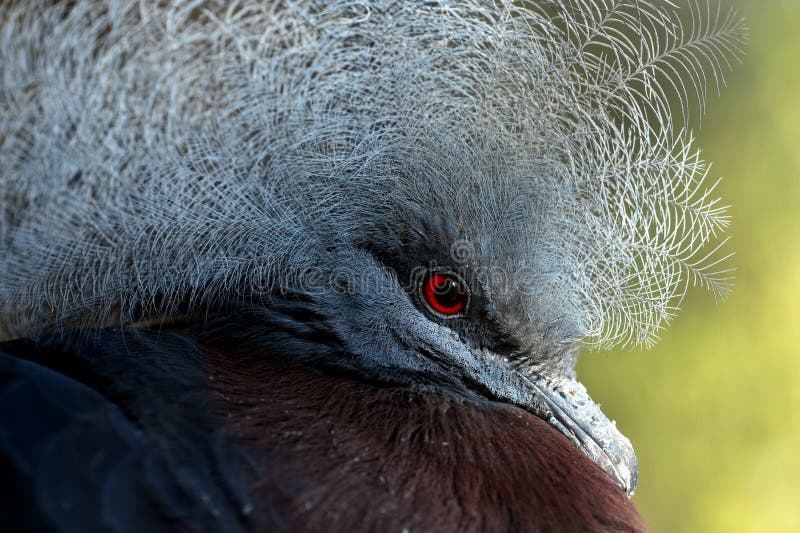 Southern Crowned Pingeon stock photo. Image of landscape - 63303956