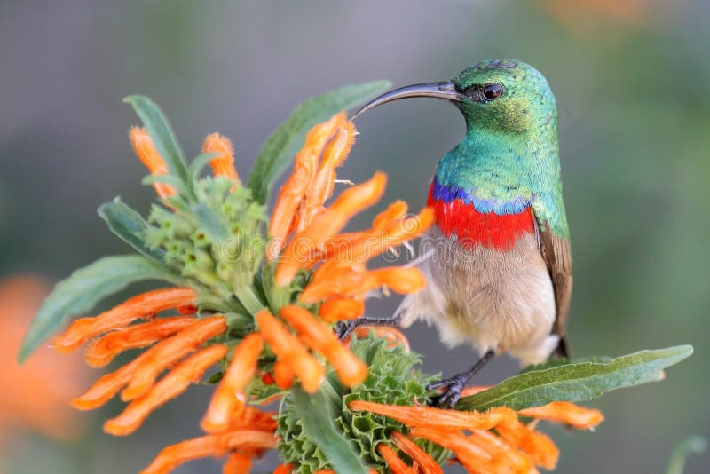 Southern Double-collared Sunbird Stock Photo - Image of fynbos, south ...
