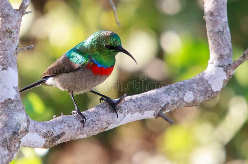 Southern Double-collared Sunbird Stock Photo - Image of fynbos, south ...